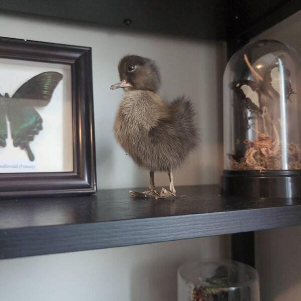 Natural Various Types Skull DIY Specimen Teaching Model - Etsy