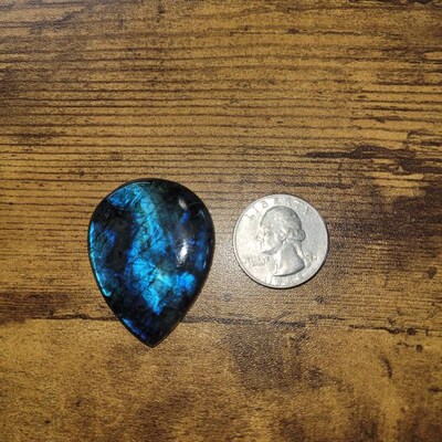 Center Cut Arabian Tibia Seashell, Tibia Insulaechorab Seash Seashells ...