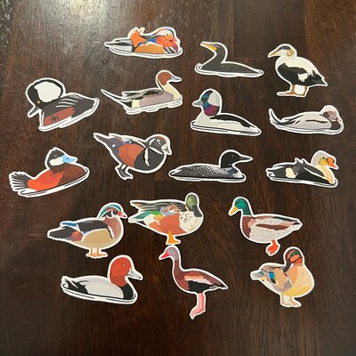 Red Tailed Hawk Sticker, Bird Sticker, Birdwatching Sticker, Birding ...