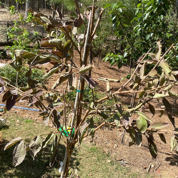Tall Grafted 'giant Fuyu' Persimmon Tree - Fast Fruit Bearing - Rare ...