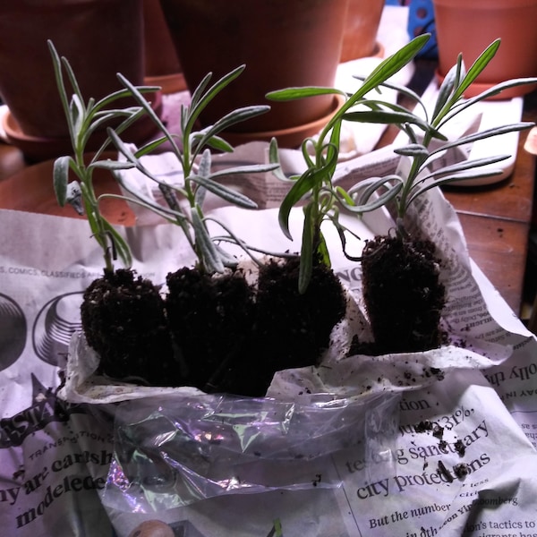 4 Lavandula Angustifolia 'lavance Deep Purple Lavender Starter ...