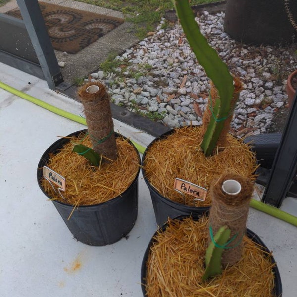 Yellow Sweet Dragon Fruit Var. “PALORA”, Pitaya Selenicereus 7" - 10 ...