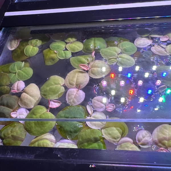 40+ Giant Duckweed, Spirodela Polyrhiza Livefloating Plants for Pond ...