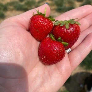 5 Heritage Everbearing Red Raspberry Plants 5 Large 1 Year - Etsy