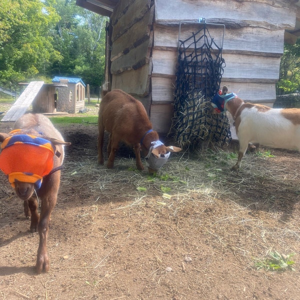 Goat/sheep Fly Masks - With & W/o Horns - Dual Adjustable - Made to ...