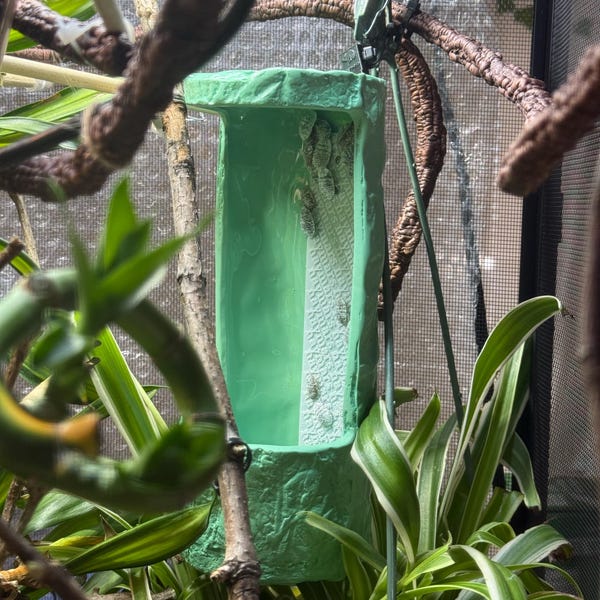 Naymars' Lizard-alley Cricket Feeder. Durable Made in the USA Chameleon ...