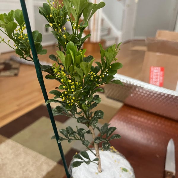 Chinese Perfume Tree, Chinese Rice Flower, in 4", 6" and 10" Pot Aglaia ...