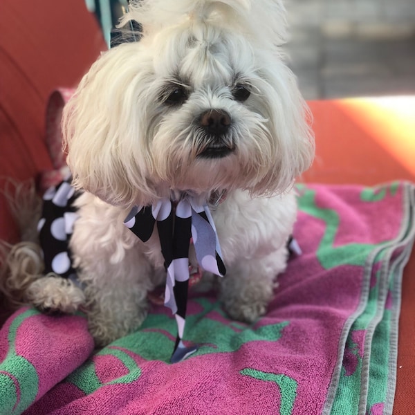 DOG BIKINI, Dog Polka Dotty Ruffles Bikini, Dog Swimm Wear, Summer ...