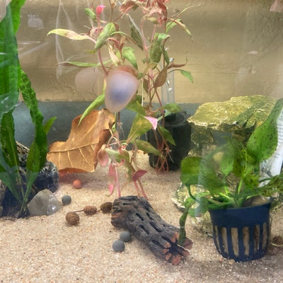 X2 Subwassertang Moss on Cholla Wood Shrimp Hideout & Betta Aquarium ...