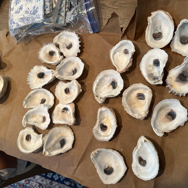 OYSTER SHELLS Cups/flat 20, 50, 100, 200, 500 free Shipping - Etsy