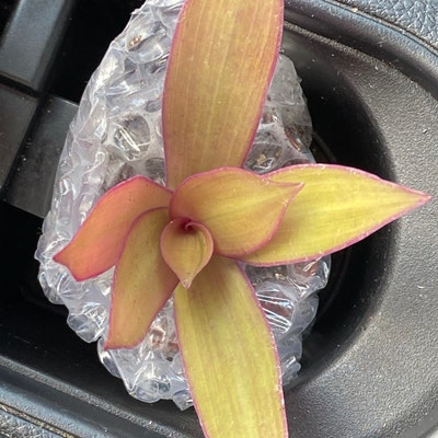 Rhoeo 'sitara's Gold' tradescantia Spathacea - Etsy