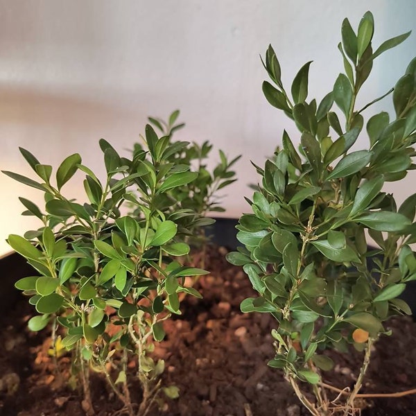 Green Mountain Boxwood - Upright Conical Buxus Live Plant Low ...