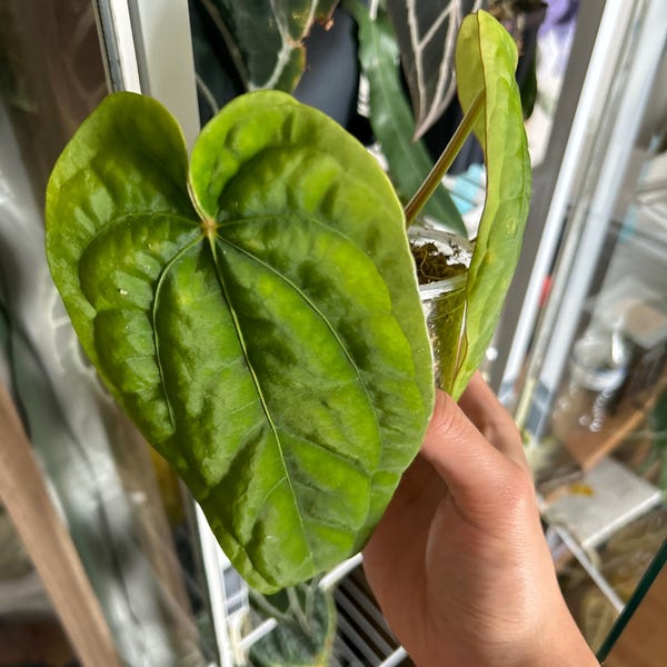 Rare Rose Juice Splash| 果汁飞溅 | Rainbow Flower 1 Gallons. - Etsy