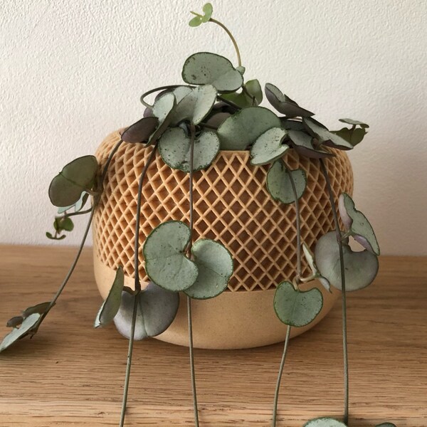 Indoor Wood Planter - APPLE - Original Gift for Plant Lovers ! - Etsy