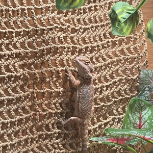 Reptile Climbable Wall Climbing Wall for Reptiles Reptile Climbable ...