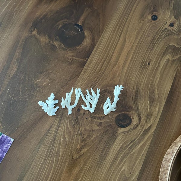 Real Jungle Mud Starfish Orange Brown Amber Color One 1 Pcs 2 to 3 1/2 ...