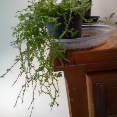 6 Ficus Lyrata Fiddle Leaf Fig LIVE PLANT Growers Pot House Plant ...