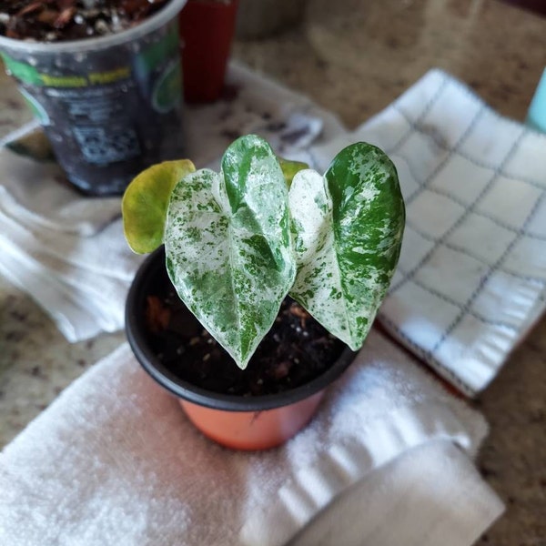 Alocasia Snow “odora Batik” Starter Plant (ALL STARTER PLANTS Require ...