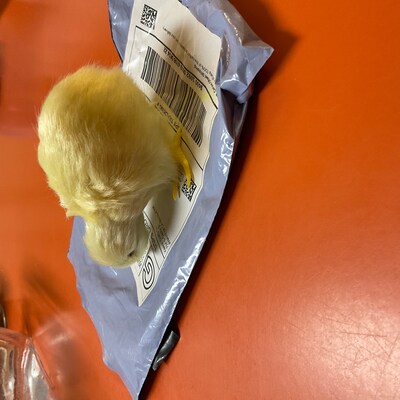 Kawaii Girl's Pink Shoe Buckle Charm - Etsy