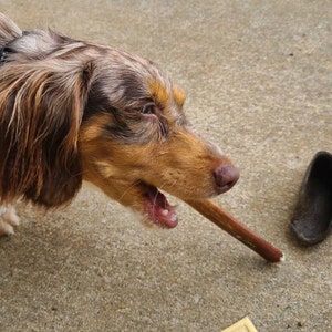 Lof Training Dog Harness With Handle, Designed to Fit Dogs Body Best ...