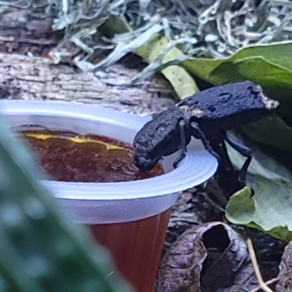 TAIWANESE BEETLE JELLY 16g Insect Chow Natural Sap, Brown Sugar and ...