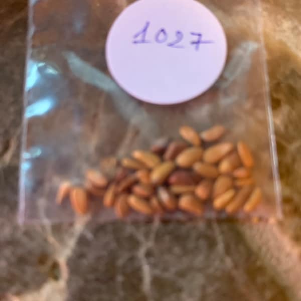 Futaba Rare Chocolate Cosmos Seeds ~ Authentic Seeds ~ GMO Free ~flower ...