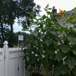 PREMIUM STEVEN DERYCKE sunflower Grower Guru Super Tall Sunflower ...