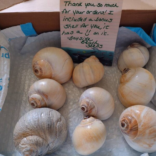 3 SPOTTED DARK PEACH Large Northern Moon Snail Shells, Colorful ...