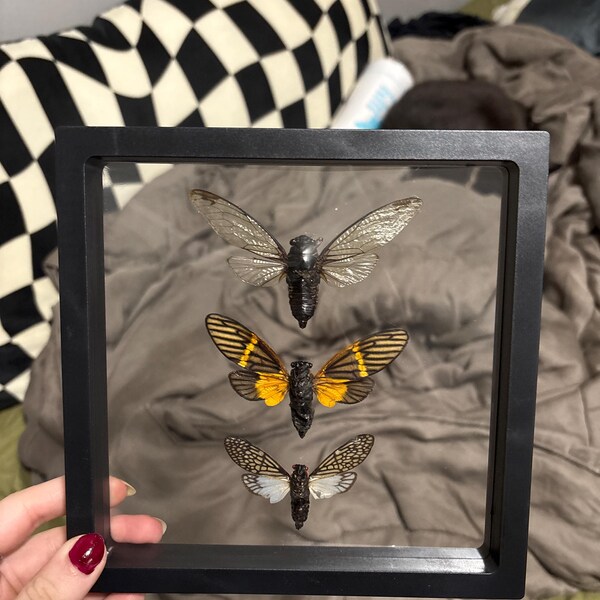 Real Framed Giant Actias Luna Moth 3D Floating Shadow Box Insect Real Framed Giant Actias Luna Moth 3D Floating Shadow Box Insect