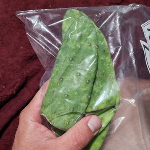 6 Spineless Thornless Edible Nopales Prickly Pear Cactus Pads Young ...