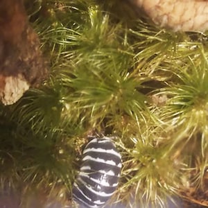 Vented Enclosure 16 Quart Reptile Isopod Terrarium Vivarium Container ...