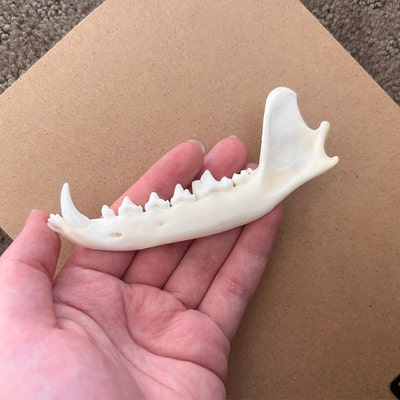 A Single English Red Fox Jaw Bone Ideal for Crafting. - Etsy UK