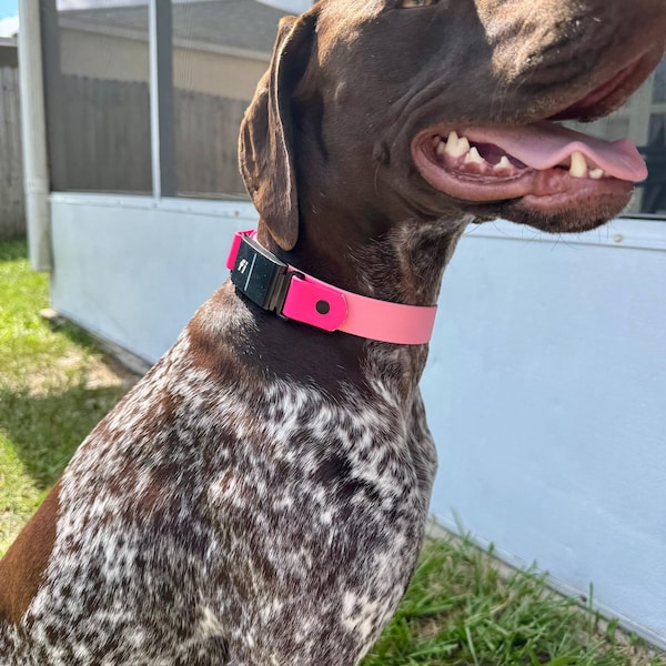 Biothane® Waterproof Rolled Slip Lead - Etsy