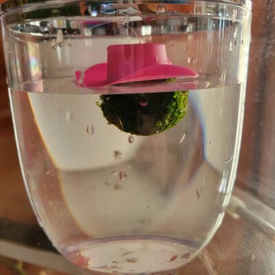 Floating Java Moss With Plant Anchor Live Aquarium Plant Terrarium ...