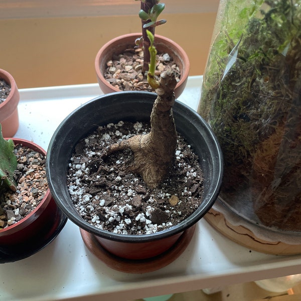 Value Box Stephania Erecta and Phyllanthus Mirabilis – Perfect for ...