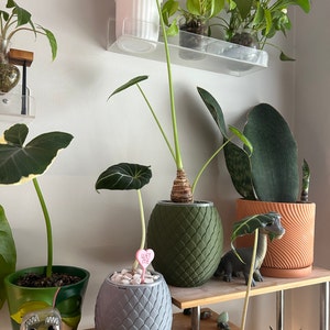 Boho Wavy Plant Pot 4, 5, 6, 7 Tall Clear Pot Perfect Fit Unique ...