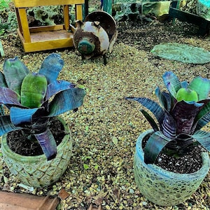 Bromeliad Neoregelia 'supernova' - Etsy