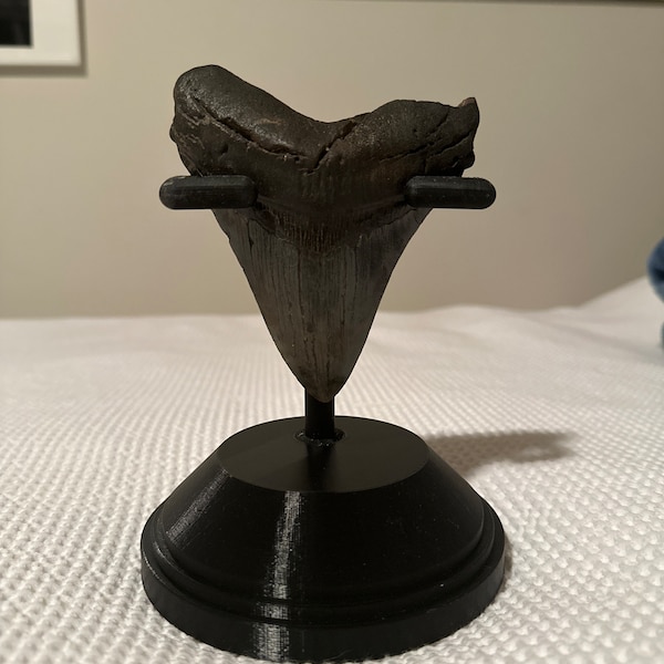 Extra Large Megalodon Tooth Stand - Etsy