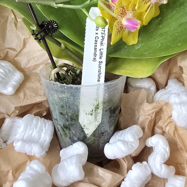 Husky Plant , Ruby Velvet Red Phalaenopsis Formosa Ruby 'brilliant ...