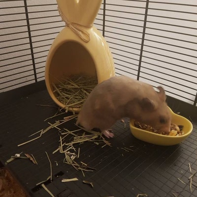 Hamster Treat Box Flaxspray Foraging Flowers Rosehips Dried Fruit ...