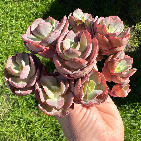 Echeveria Sunyan,succulent Plant,succulent Gifts - Etsy