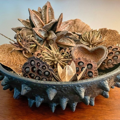 Bleached Bakuli Pods-lagerstroemia Parviflora-tulip Pods Bag of 25 ...