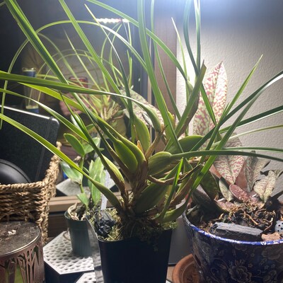 Siling Labuyo RARE Filipino Chili Pepper Seeds Free Shipping the ...