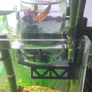 Live Subwassertang Moss Aquarium Plant Fast and Easy to Grow - Etsy