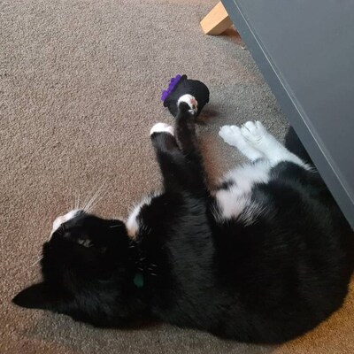 Magical Purple Moon Cat Toy With White Embroidered Stars, Witch Catnip ...