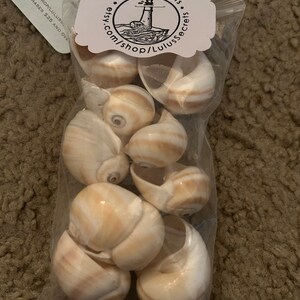 Astraea Calcar Shells, Spurred Turban Shells 1/2 1 10 Pieces - Etsy