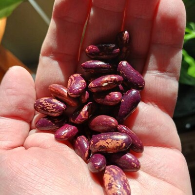 Phil's Two Tomato - Etsy