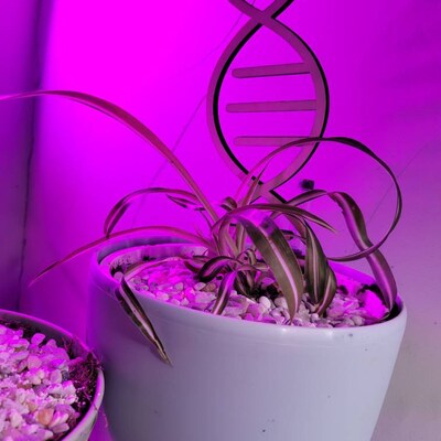Curly Spider Plant bonnie Starter Plant ALL STARTER PLANTS Require You ...