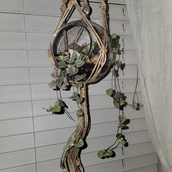 Variegated String of Turtles Starter Plants Pink Plant Ppp FREE ...