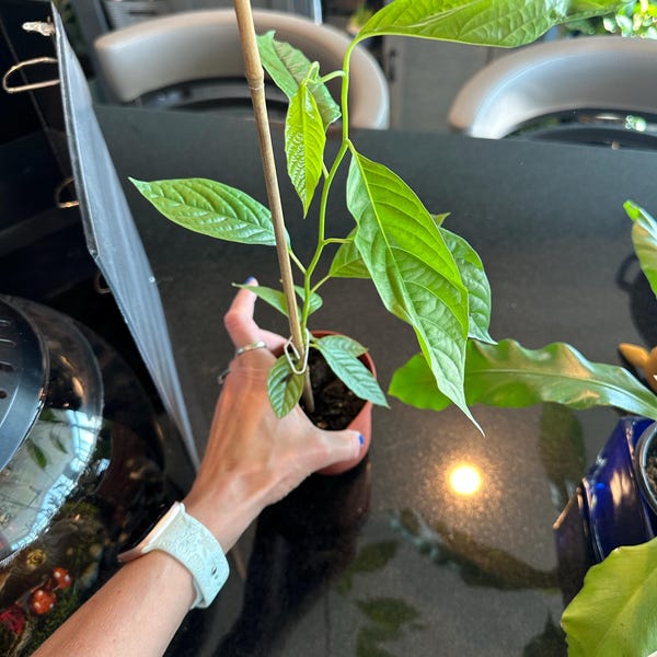 Marcus Pumpkin Avocado Tree , “cold Hardy” Grafted in 3 Gallons Pot, No ...
